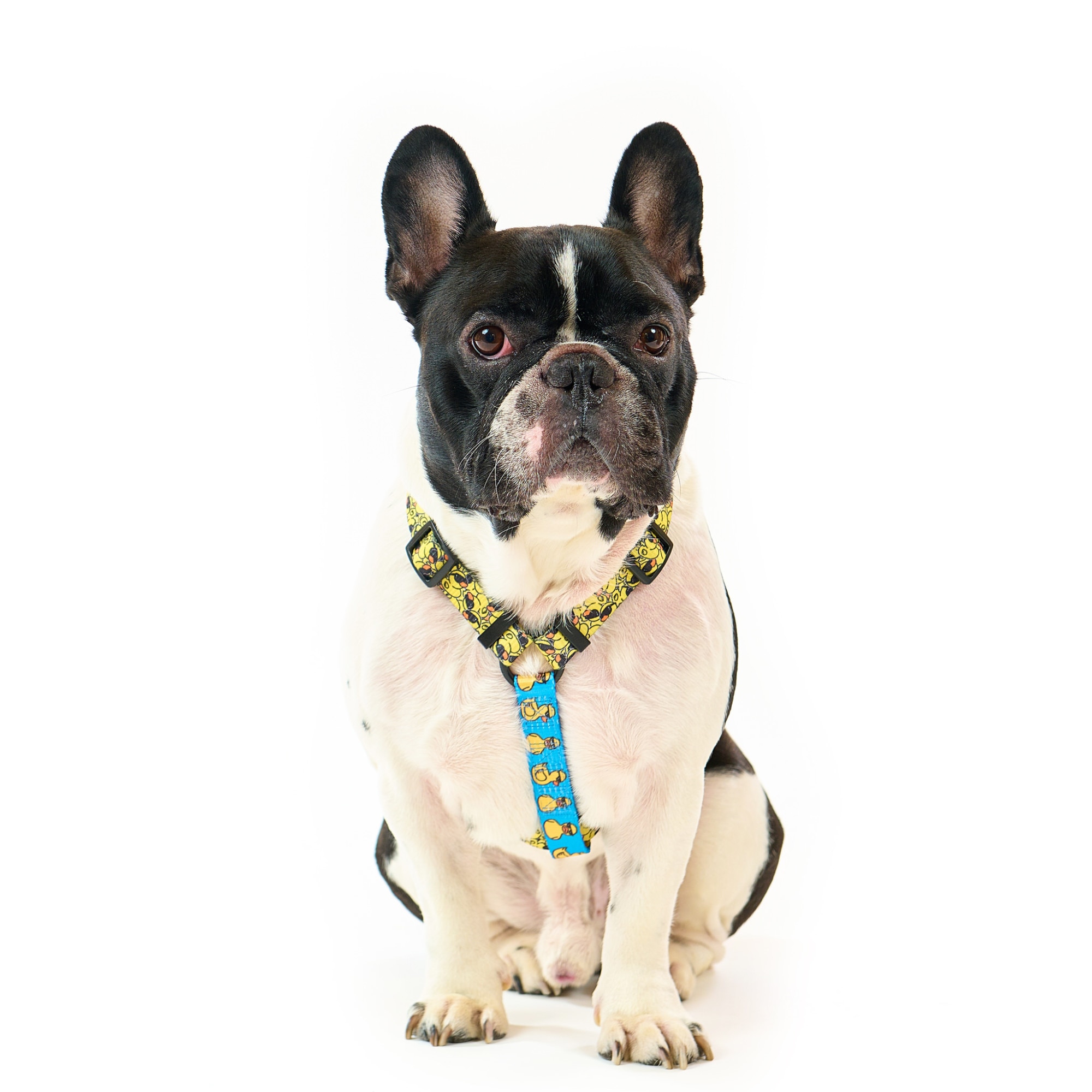 Нагръдник за кучета, регулируем, Famous Frenchie, Yellow Duck Mafia ...