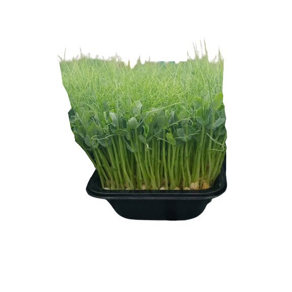 Microplante mazare, Zora verde, 50 g - eMAG.ro