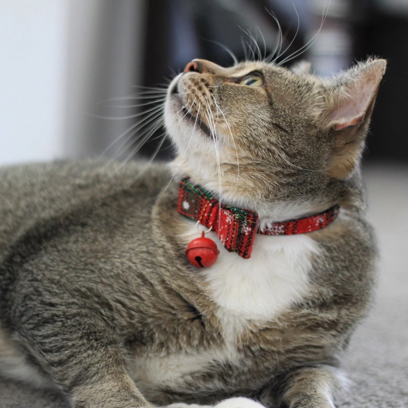 Zgarda pentru pisici cu funda si clopotel, model de Craciun, inchidere ...