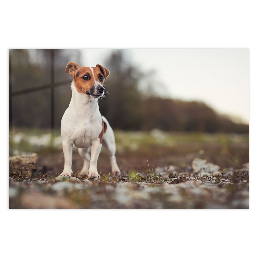 Panou Sticla Bucatarie, Jack Russell, 50x60cm - eMAG.ro