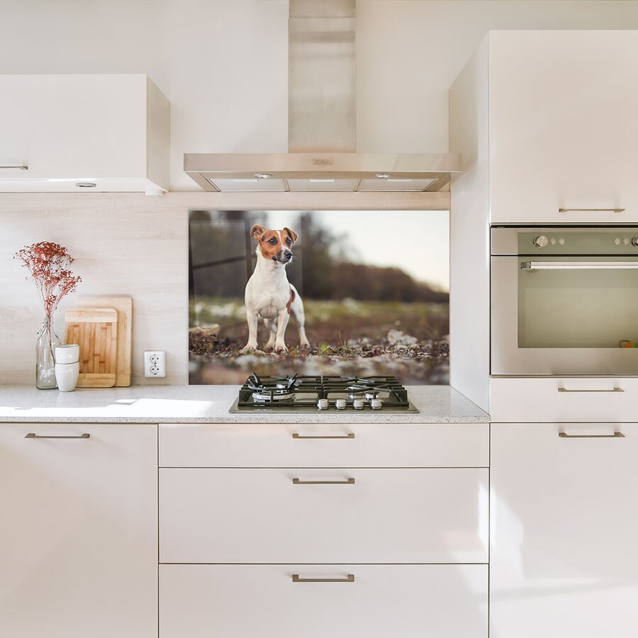 Panou Sticla Bucatarie, Jack Russell, 50x60cm - eMAG.ro