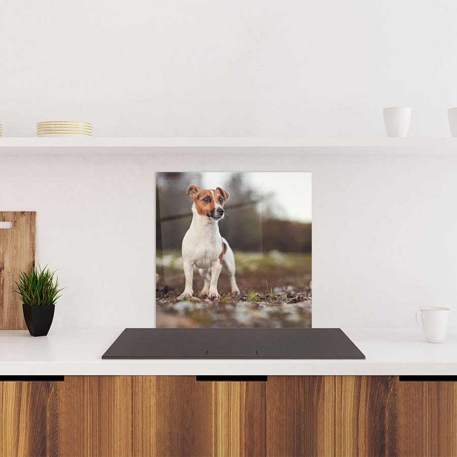 Panou Sticla Bucatarie, Jack Russell, 60x60cm - eMAG.ro