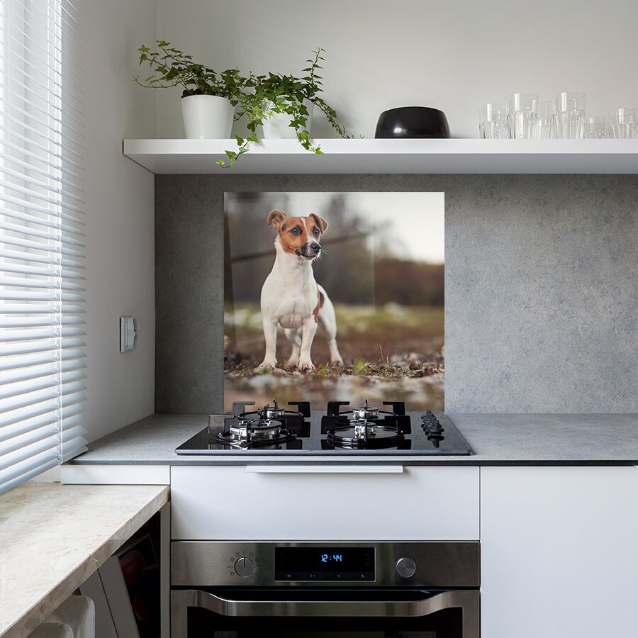 Panou Sticla Bucatarie, Jack Russell, 60x60cm - eMAG.ro