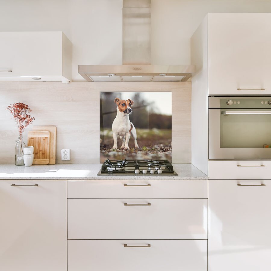 Panou Sticla Bucatarie, Jack Russell, 60x60cm - eMAG.ro