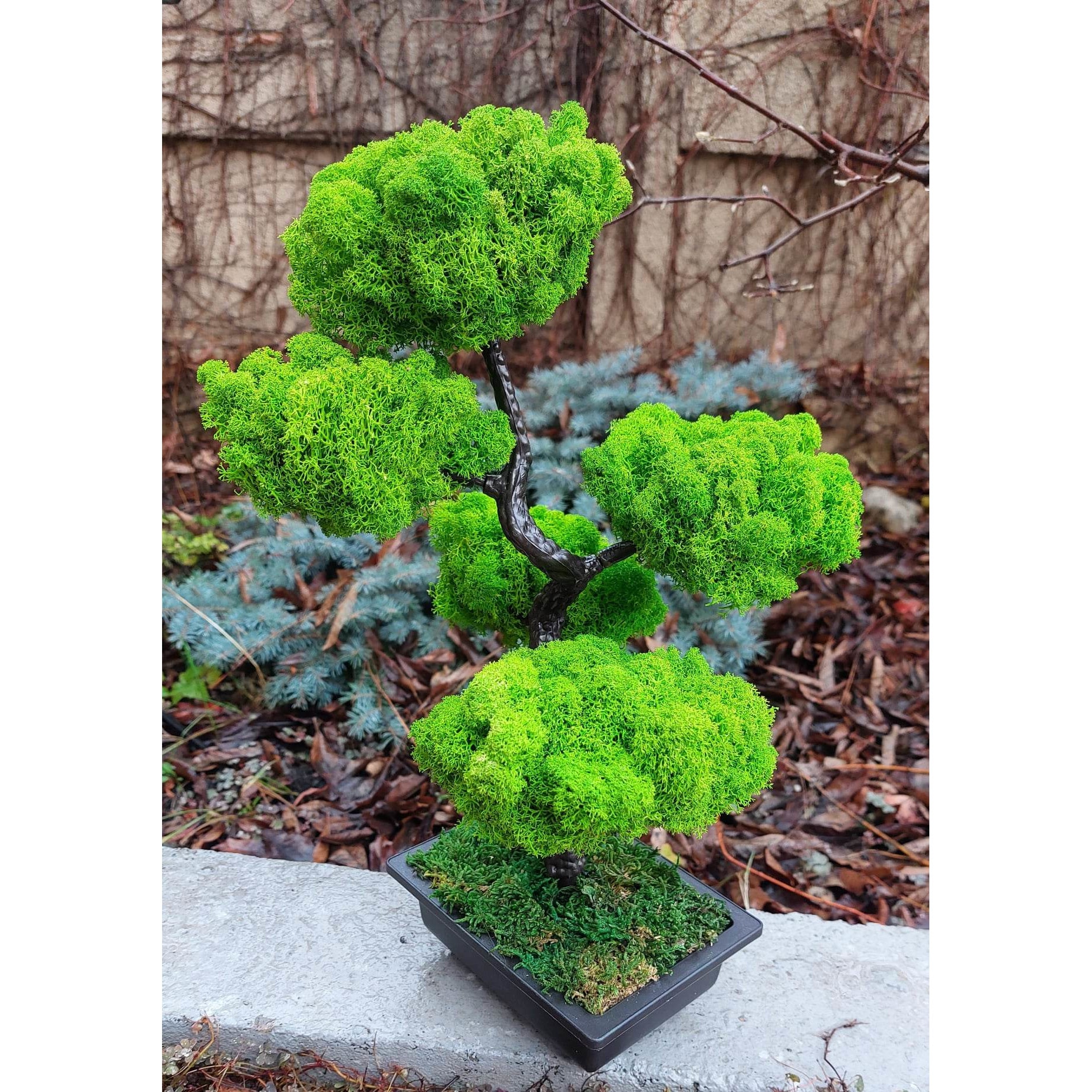 Aranjament floral, copacel Bonsai, cu licheni stabilizati, 41 cm - eMAG.ro