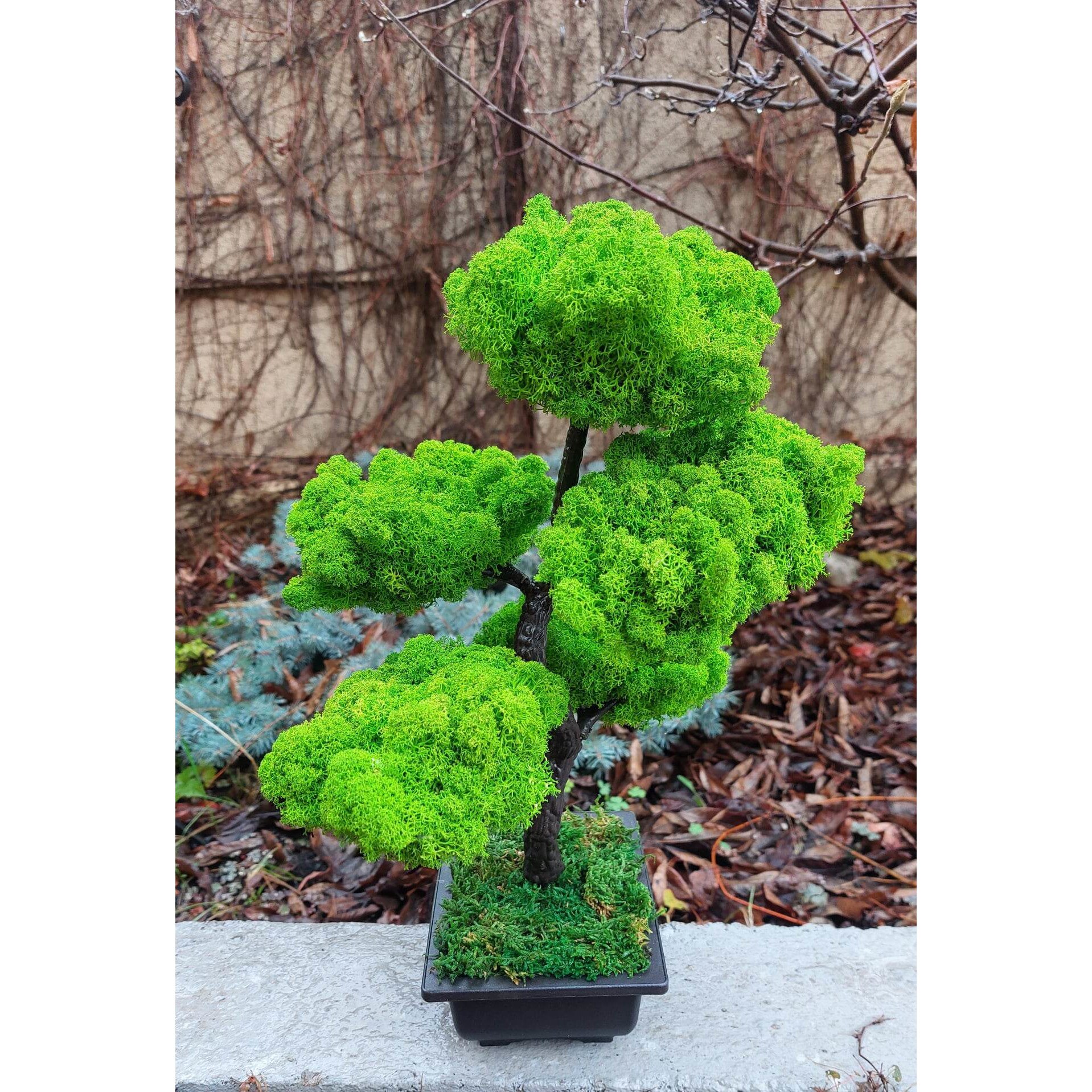 Aranjament floral, copacel Bonsai, cu licheni stabilizati, 41 cm - eMAG.ro