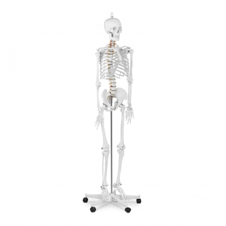Model anatomic schelet uman, Physa, Plastic, 176 cm, Alb - eMAG.ro