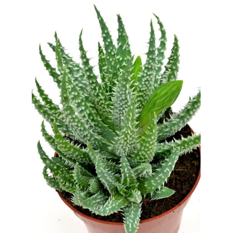 Set 4 x Planta naturala Aloe Mix Dixiestore, 15-25 cm, Verde - eMAG.ro