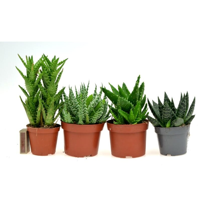 Set 4 x Planta naturala Aloe Mix Dixiestore, 15-25 cm, Verde - eMAG.ro