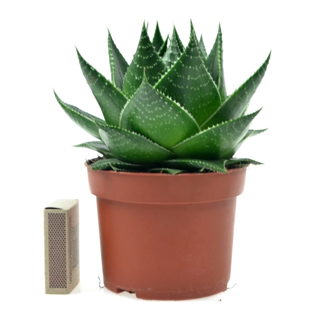Planta naturala Aloe Cosmo Dixiestore, 15 cm, Verde - eMAG.ro