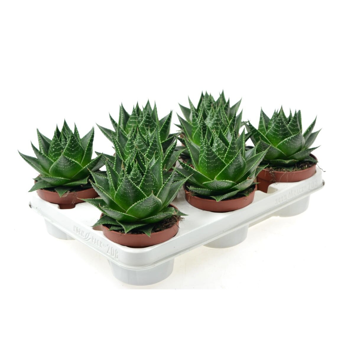 Planta naturala Aloe Cosmo Dixiestore, 15 cm, Verde - eMAG.ro