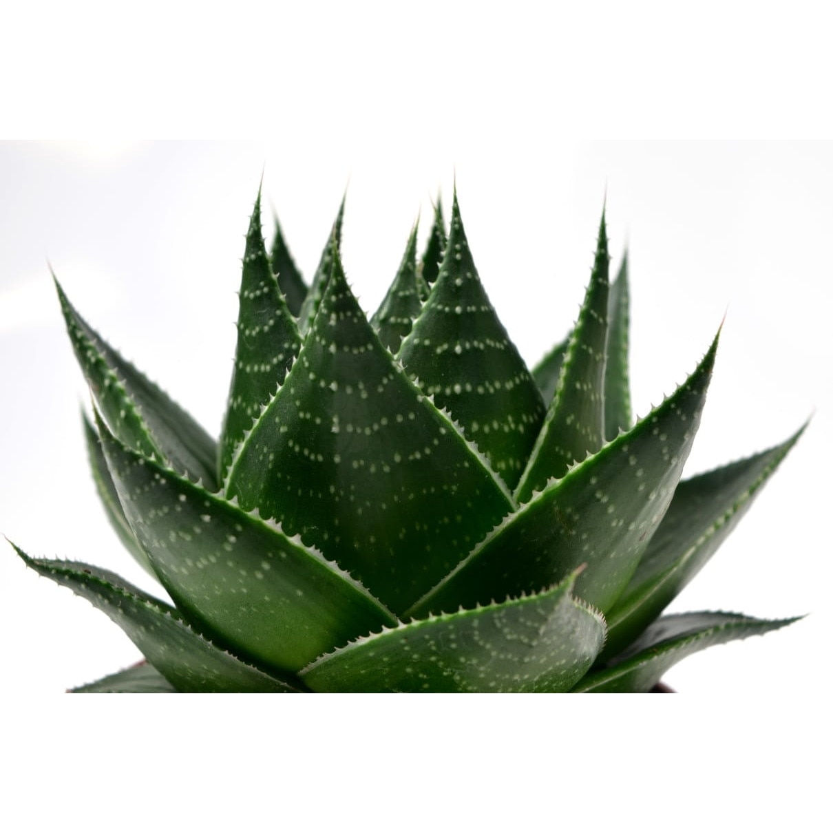 Planta naturala Aloe Cosmo Dixiestore, 15 cm, Verde - eMAG.ro