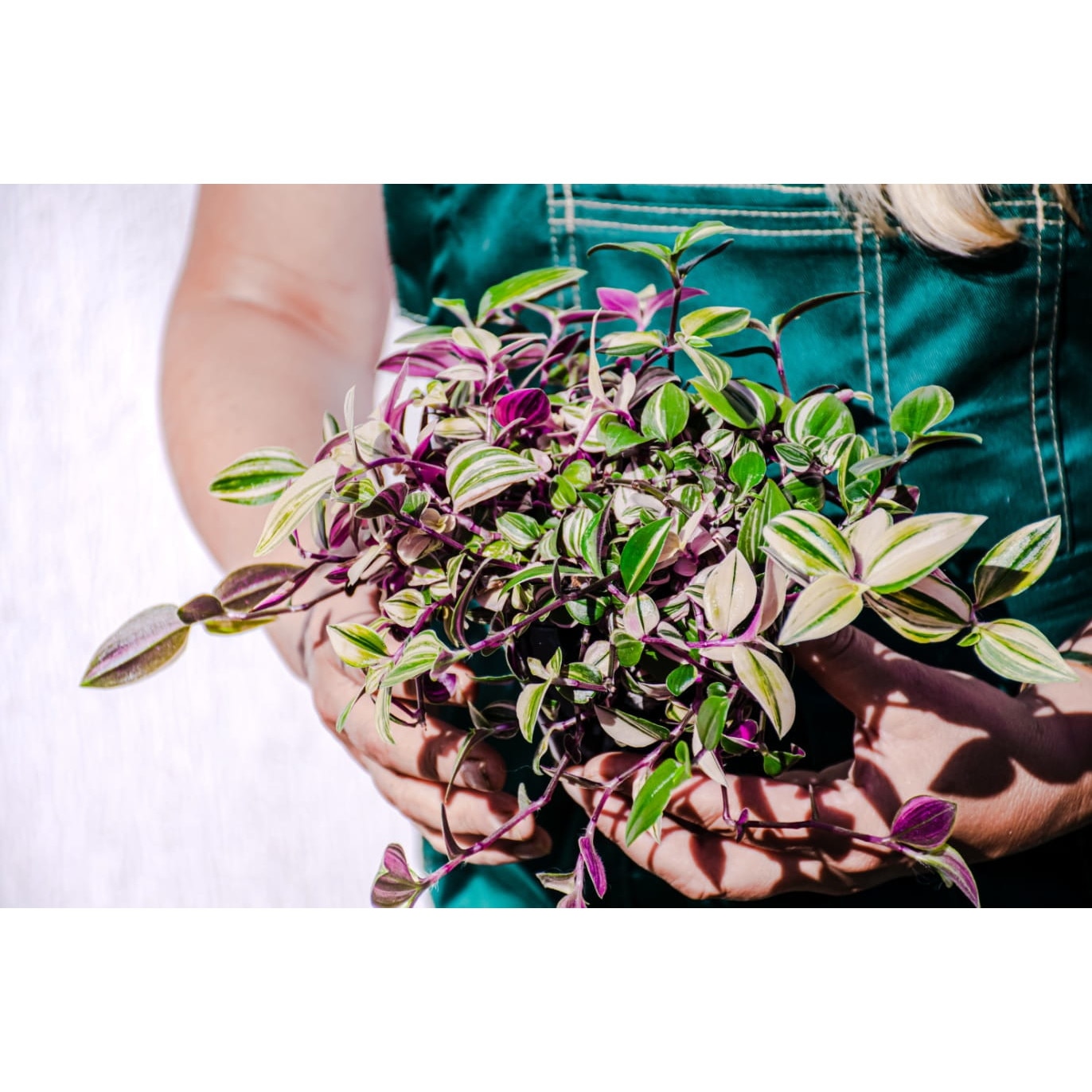 Planta naturala Tradescantia Quadricolor Dixiestore, Verde / Roz - eMAG.ro