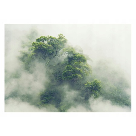 Fototapet Padurea de ceata Jugnla Natura Peisaj Copaci 416x254 cm ...