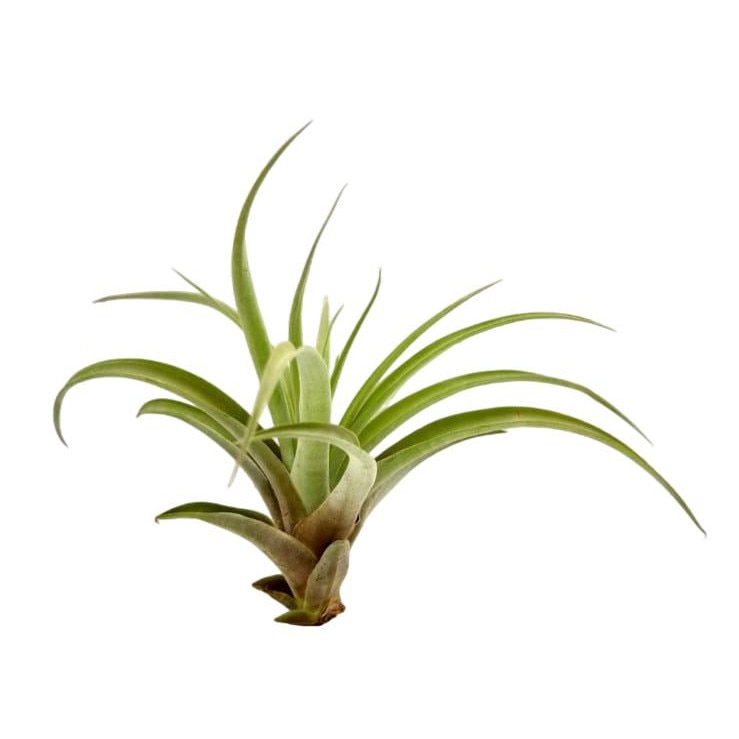 Butas, Dixiestore, Capitata, 7-9 cm, Verde - eMAG.ro