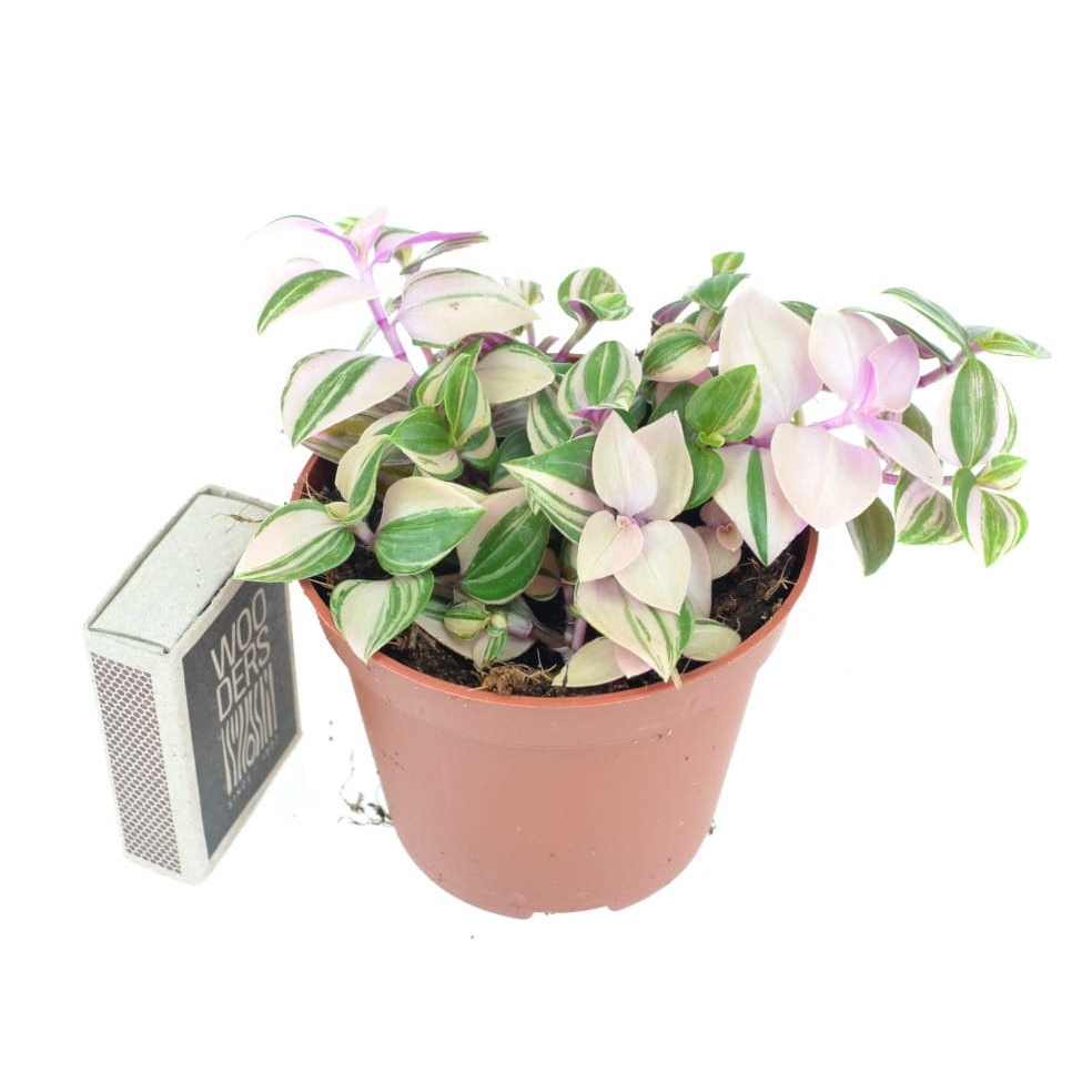 Planta naturala Tradescantia Quadricolor Dixiestore, Verde / Roz - eMAG.ro