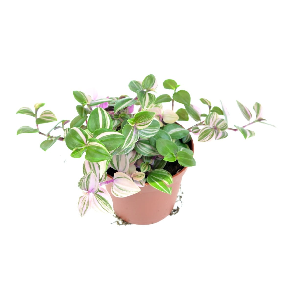 Planta naturala Tradescantia Quadricolor Dixiestore, Verde / Roz - eMAG.ro