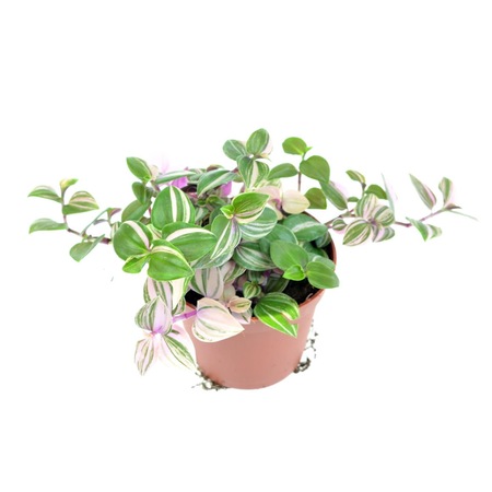 Planta naturala Tradescantia Quadricolor Dixiestore, Verde / Roz - eMAG.ro