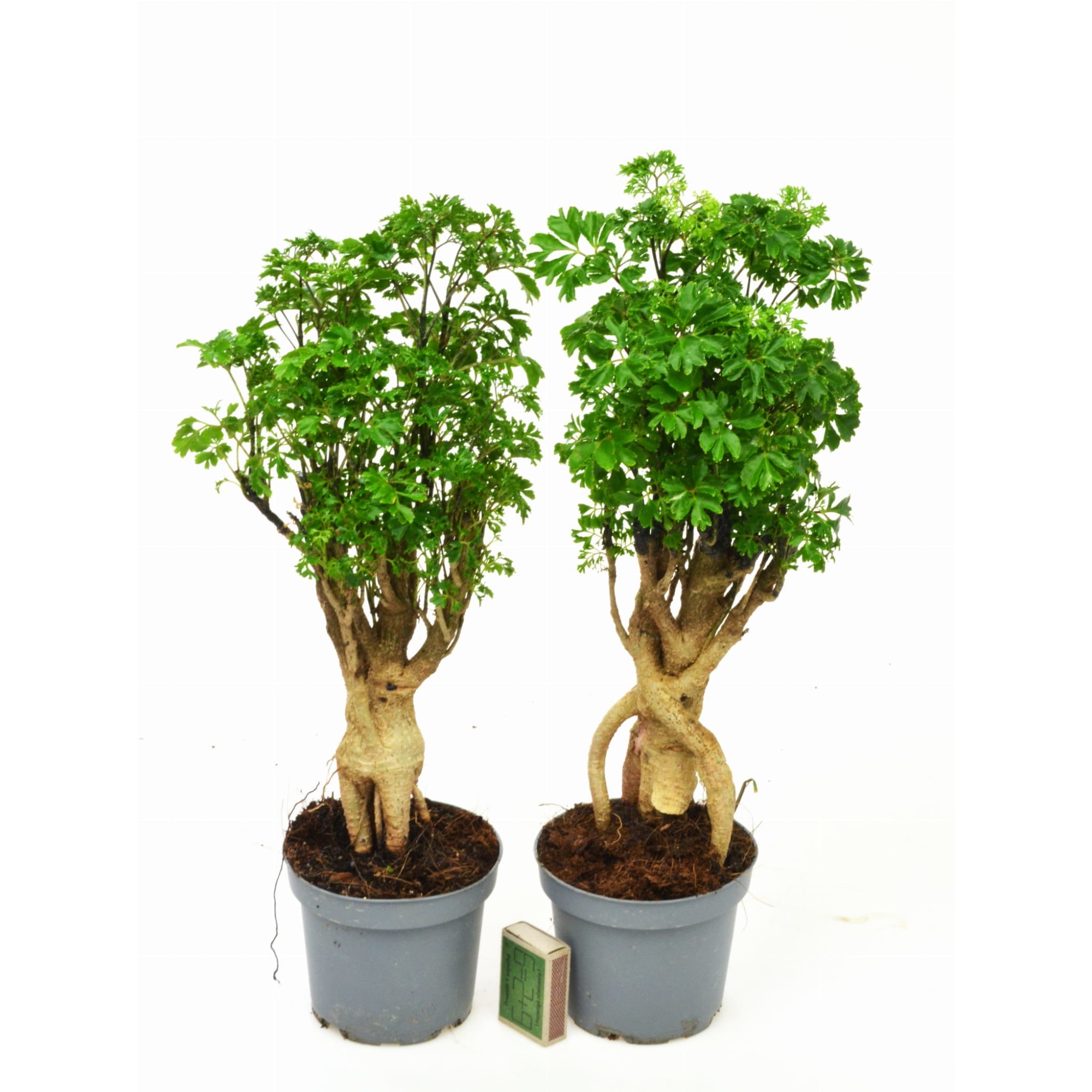 Dixiestore Bonsai Polyscias természetes növény, zöld - eMAG.hu