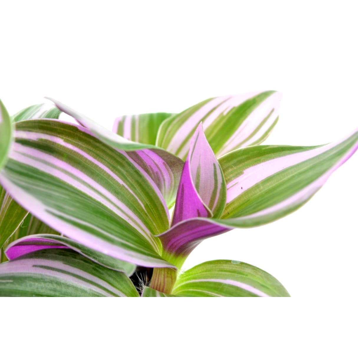 Planta naturala Tradescantia Nanouk Dixiestore, Verde / Roz - eMAG.ro