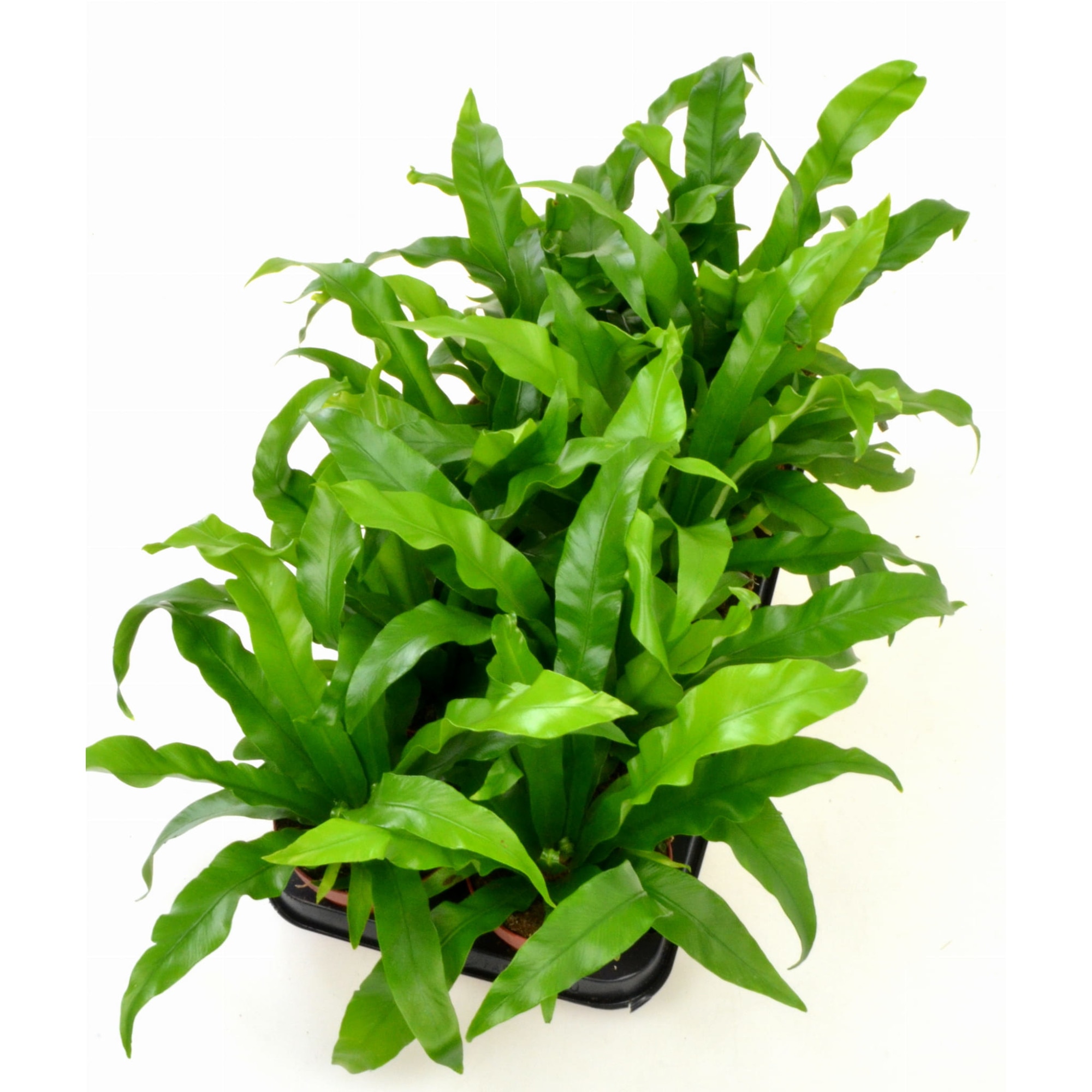 Planta naturala Asplenium nidus Dixiestore, Verde - eMAG.ro