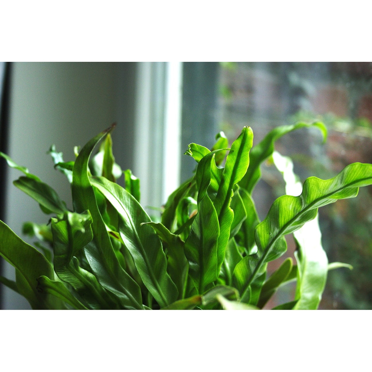 Planta naturala Asplenium nidus Dixiestore, Verde - eMAG.ro