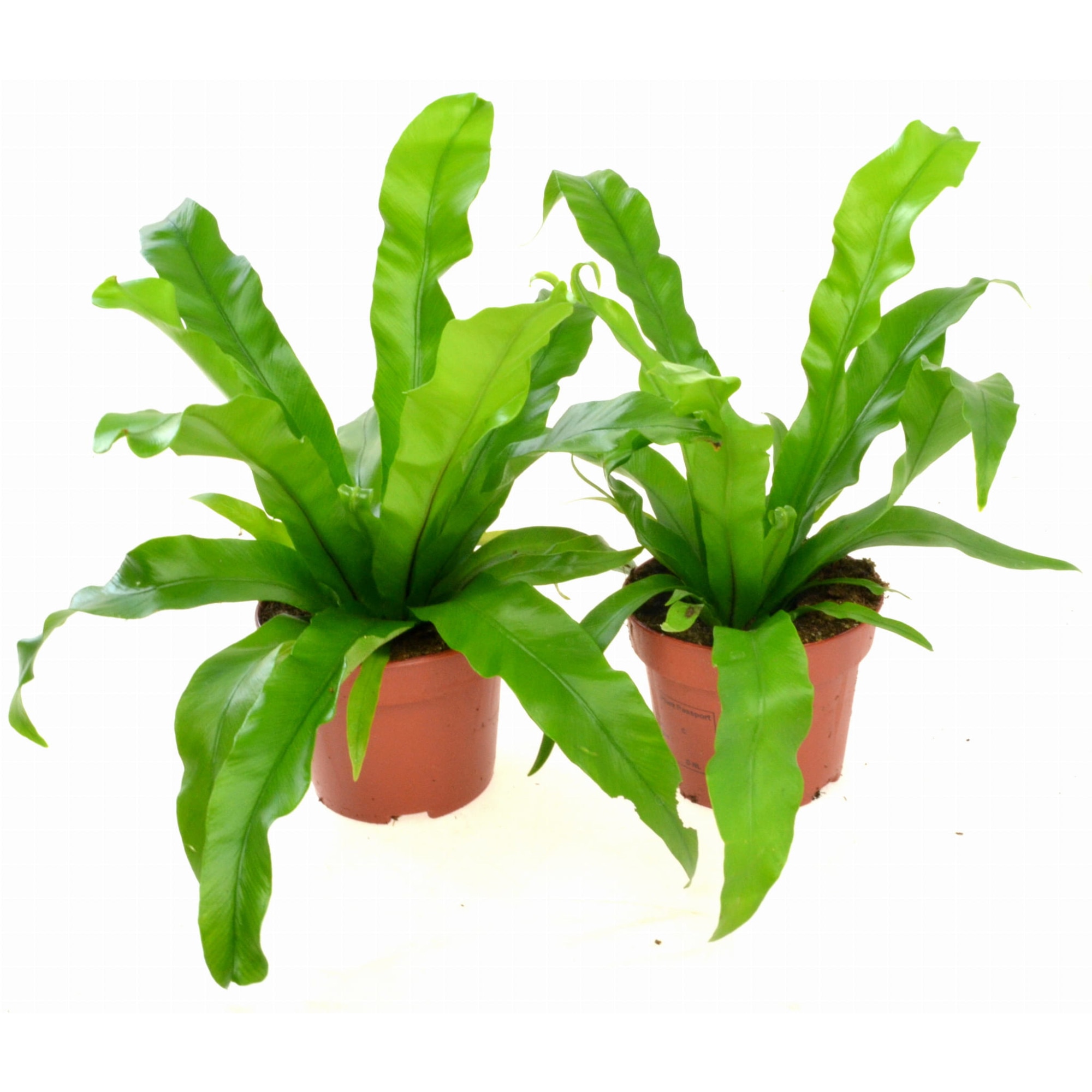 Planta naturala Asplenium nidus Dixiestore, Verde - eMAG.ro