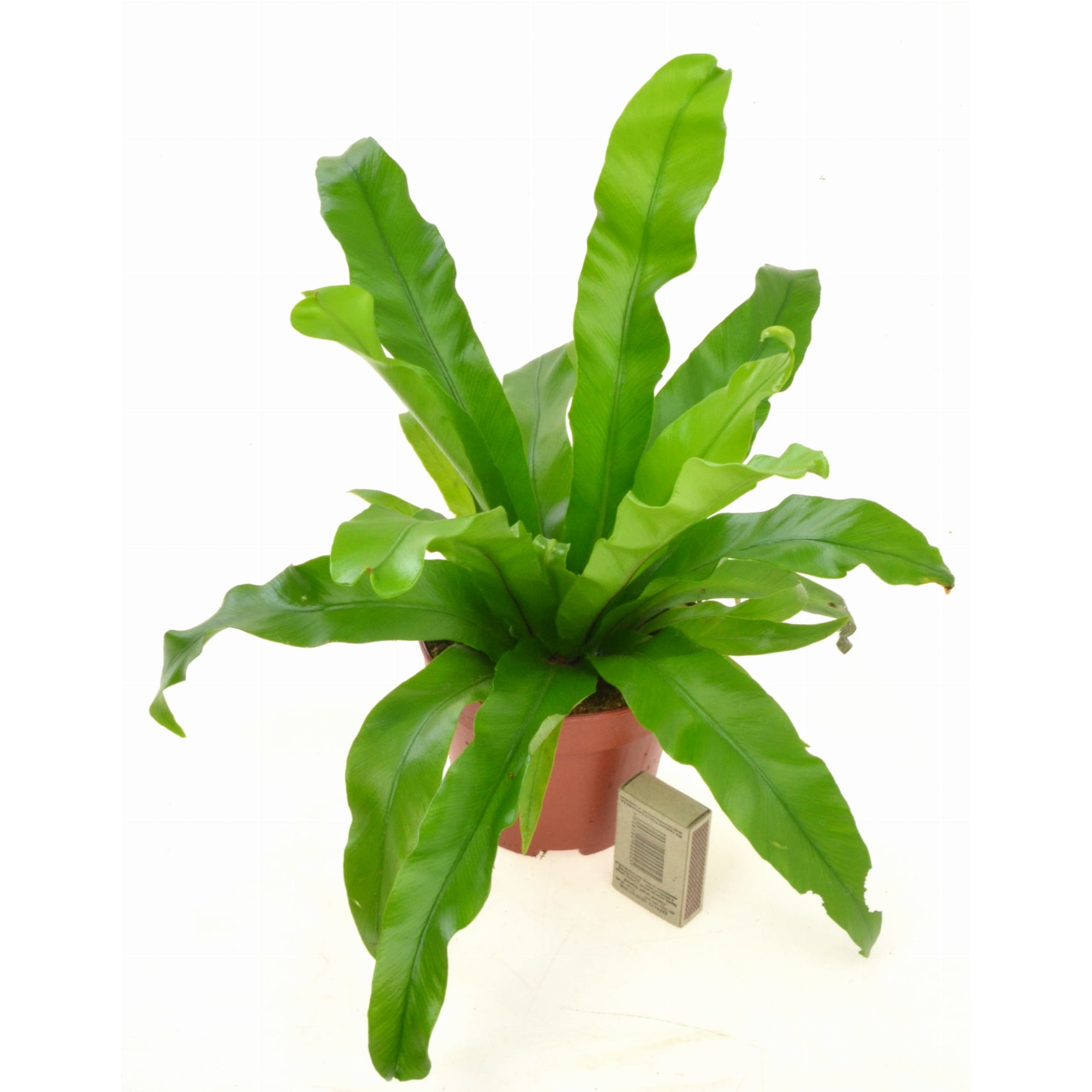 Planta naturala Asplenium nidus Dixiestore, Verde - eMAG.ro