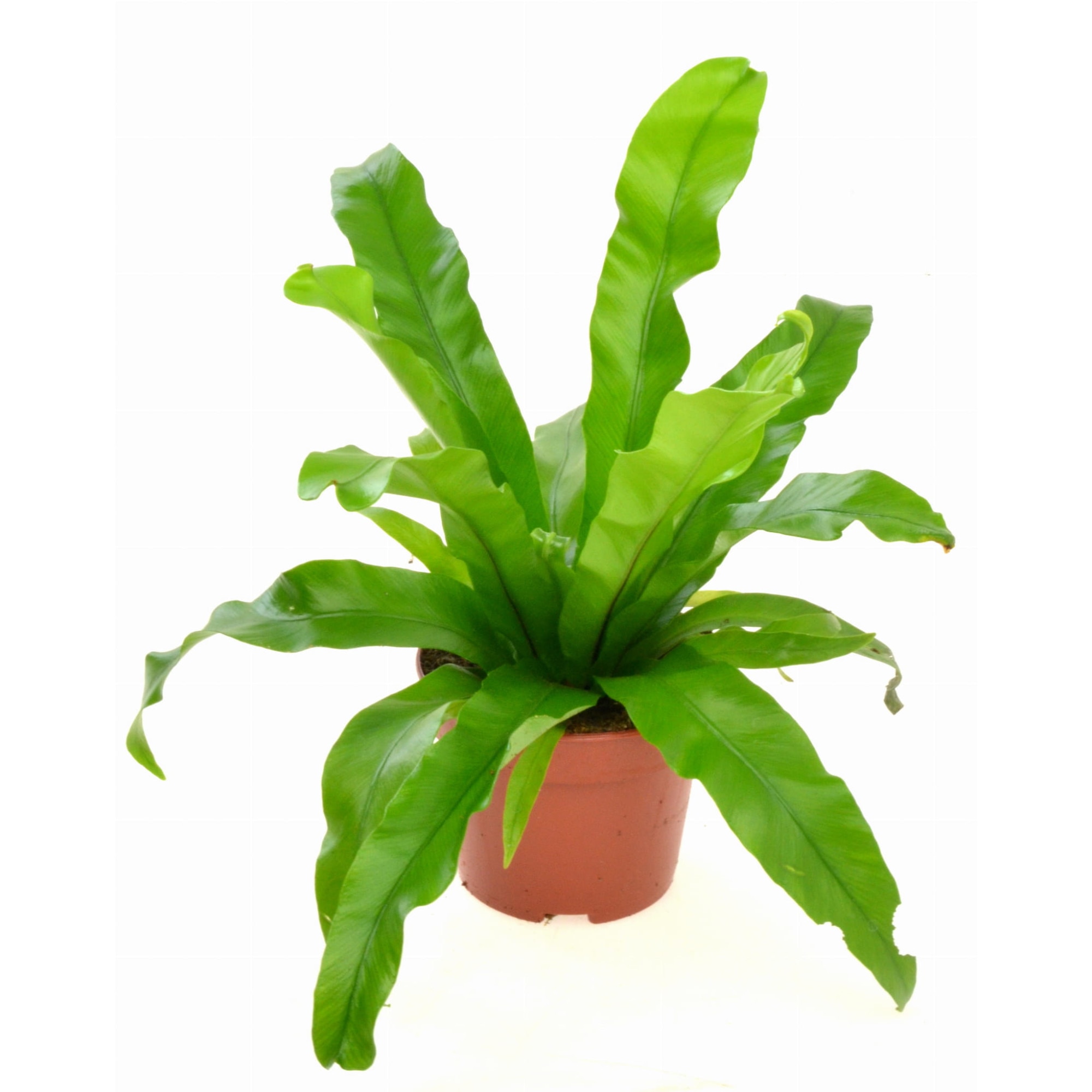 Planta naturala Asplenium nidus Dixiestore, Verde - eMAG.ro