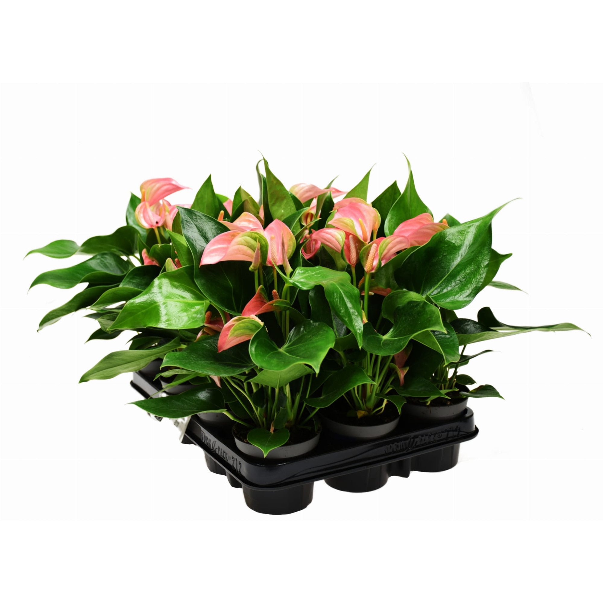 Planta naturala Anthurium Dixiestore, Roz - eMAG.ro