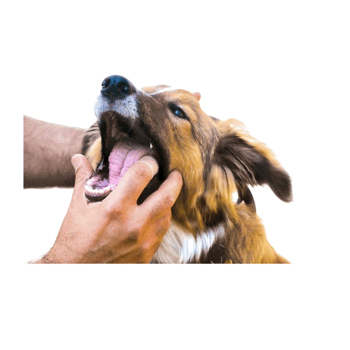 Periuta de dinti Ventoo®, tip degetar, pentru animale de companie ...