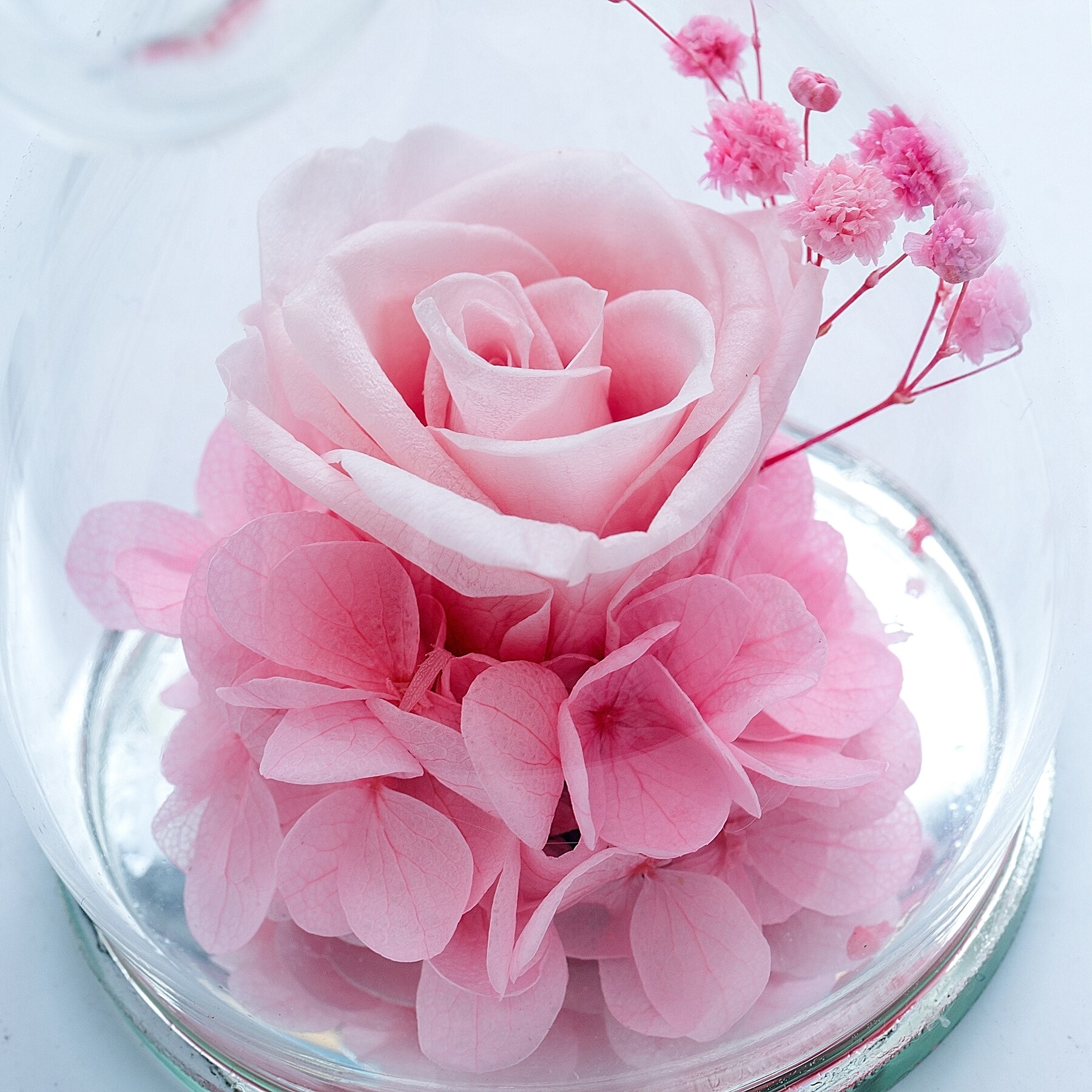 Trandafir la temperatura scazuta, Forma de heruvim, Roz, Party Chili ...