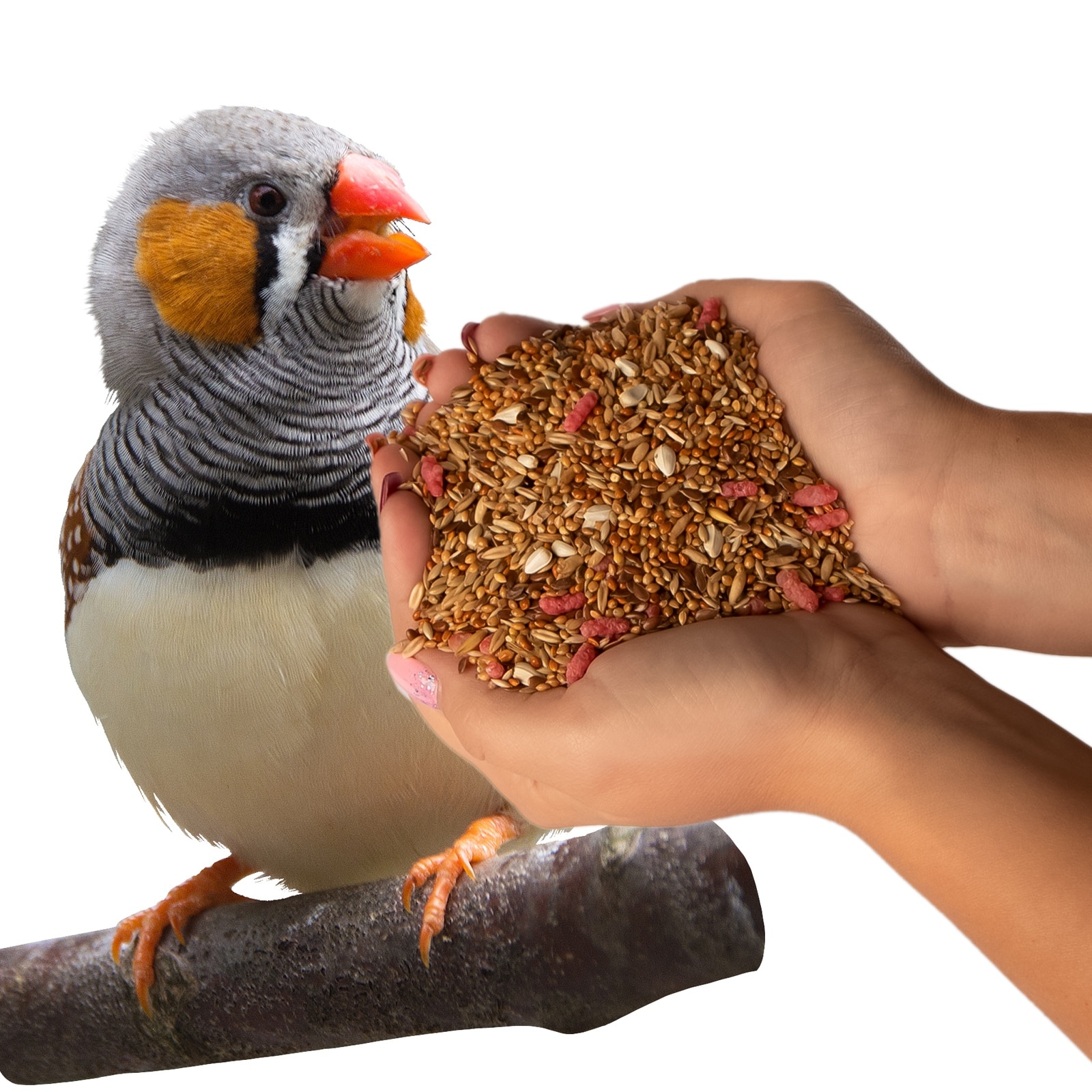 Hrana pentru pasari, Gami, Seminte/Fructe uscate, 500 g - eMAG.ro