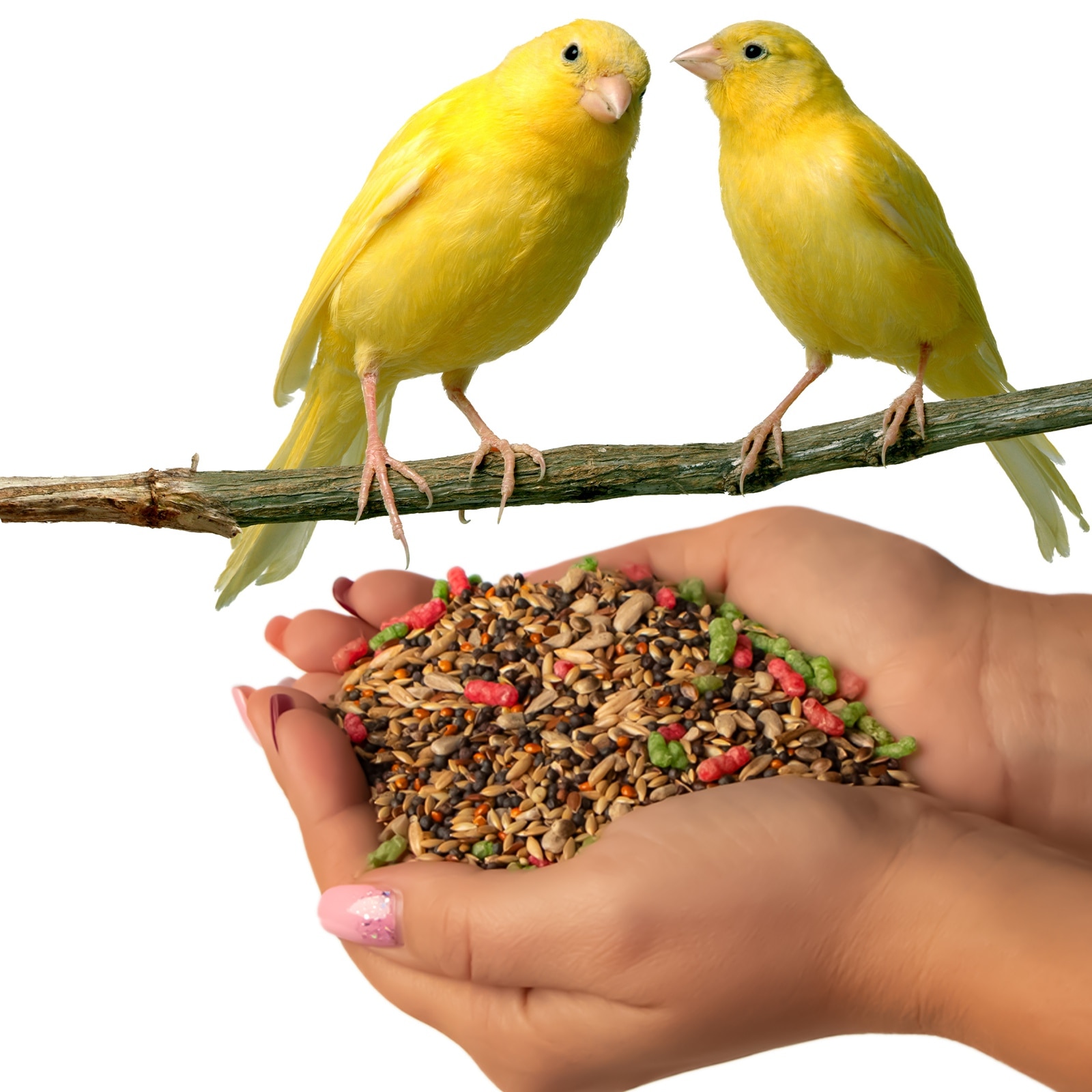 Hrana pentru canari, Gami, Seminte/Fructe uscate, 500 g - eMAG.ro