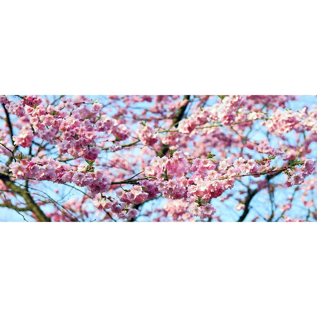 Autocolant perete Creanga inflorita, Folina, autoadeziv, rola de ...