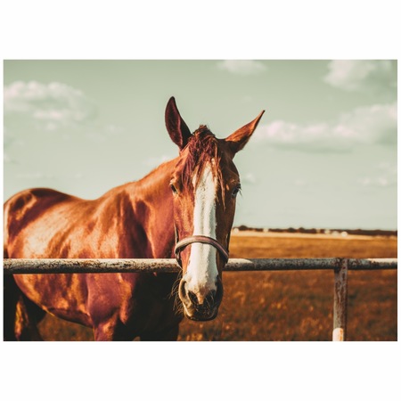 Tapet autoadeziv Premium, Priti Global, Textura canvas, Cal la apus ...