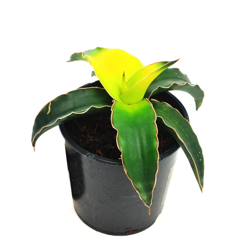 Sansevieria Star Canary растение, Dixiestore, 13 см, зелено - eMAG.bg