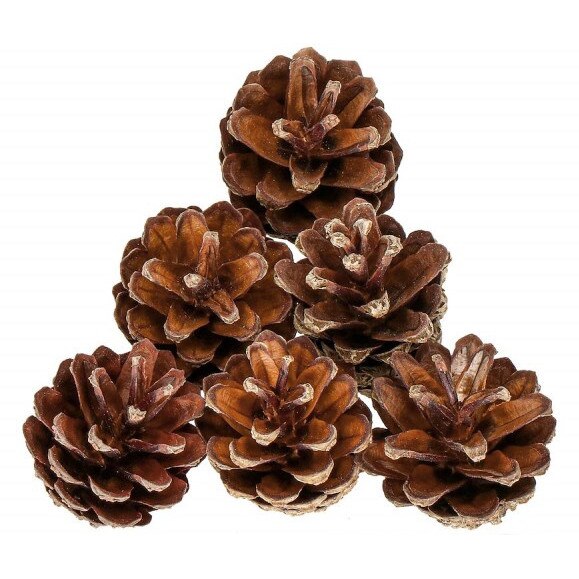 Set 6 conuri de pin, 6 x 4 cm, Maro - eMAG.ro