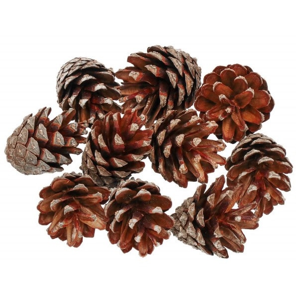 Set 10 conuri de pin, 5 x 3 cm, Maro - eMAG.ro