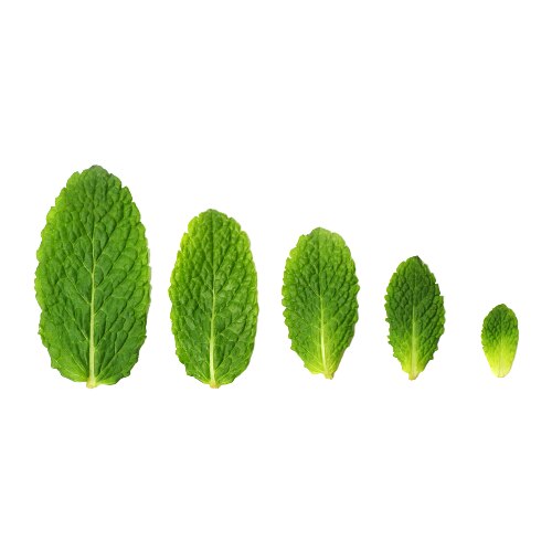 Menta maruntita 1Kg, Natural Seeds Product - eMAG.ro