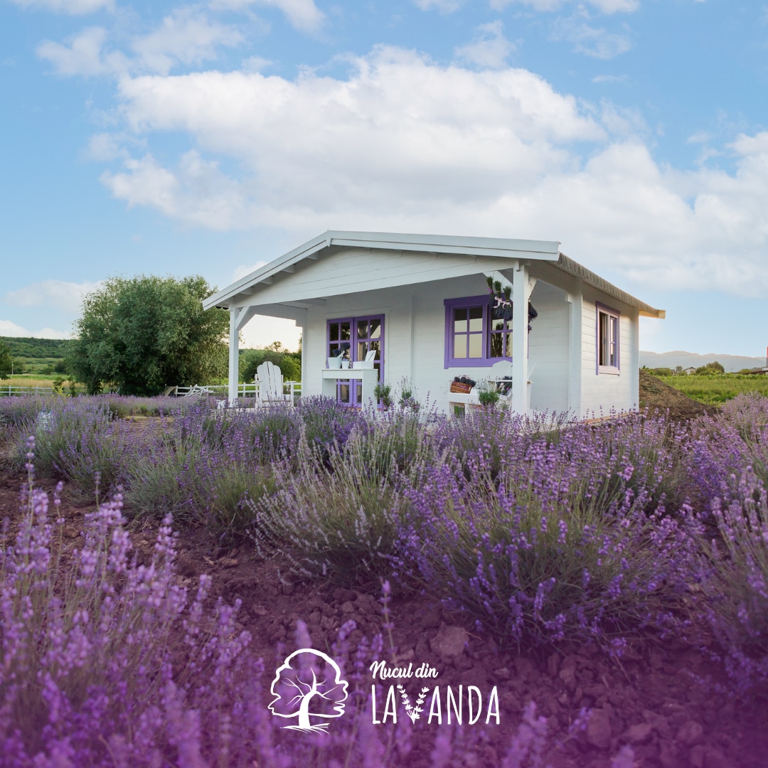 Cafea macinata cu lavanda, Aroma florala discreta si relaxanta, Nucul ...