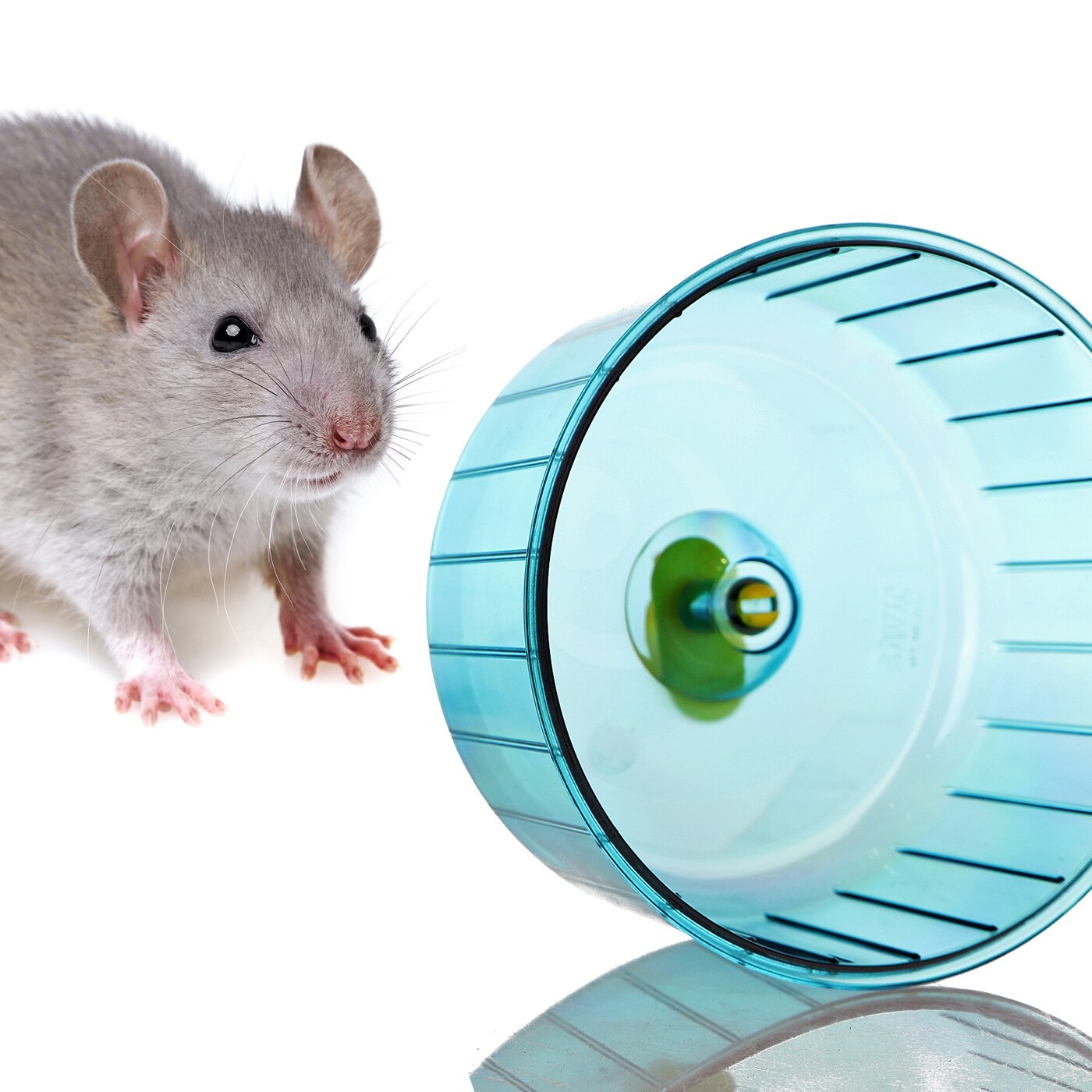 Roata exercitii rozatoare Savic Rolly, Plastic, 18 cm, Albastru ...