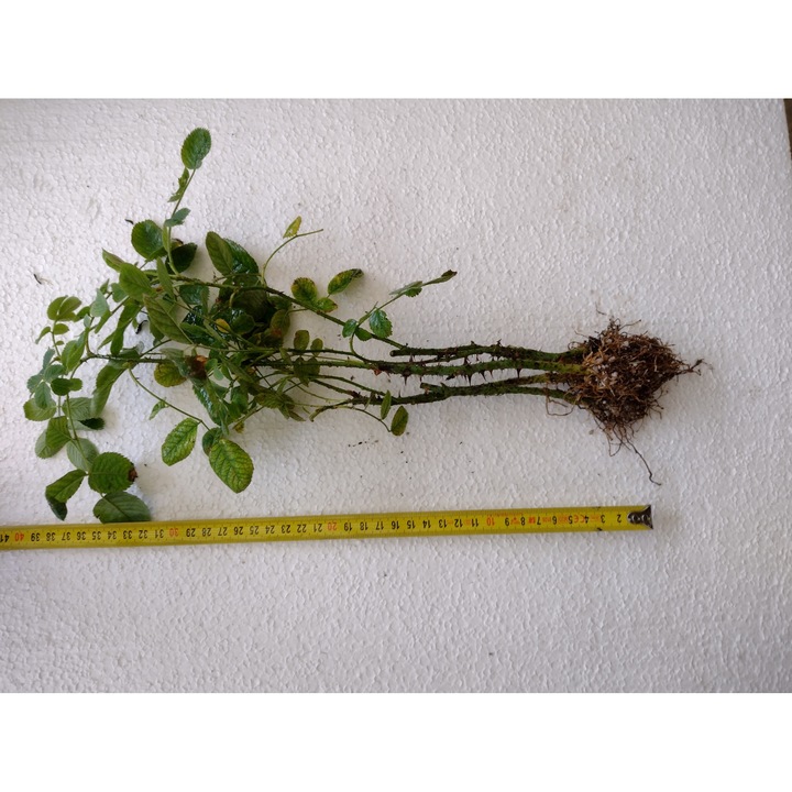 Set 5 butasi de trandafir de dulceata (rosa damascena) - eMAG.ro