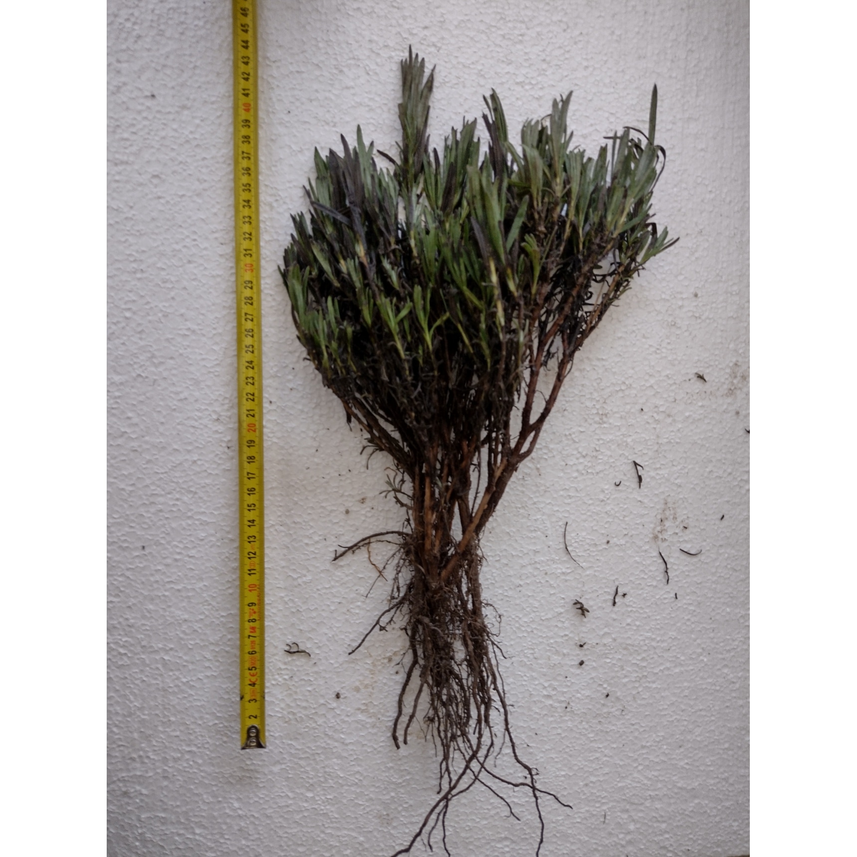 Set 5 butasi de lavanda (lavandula angustifolia), inaltime 30 cm - eMAG.ro