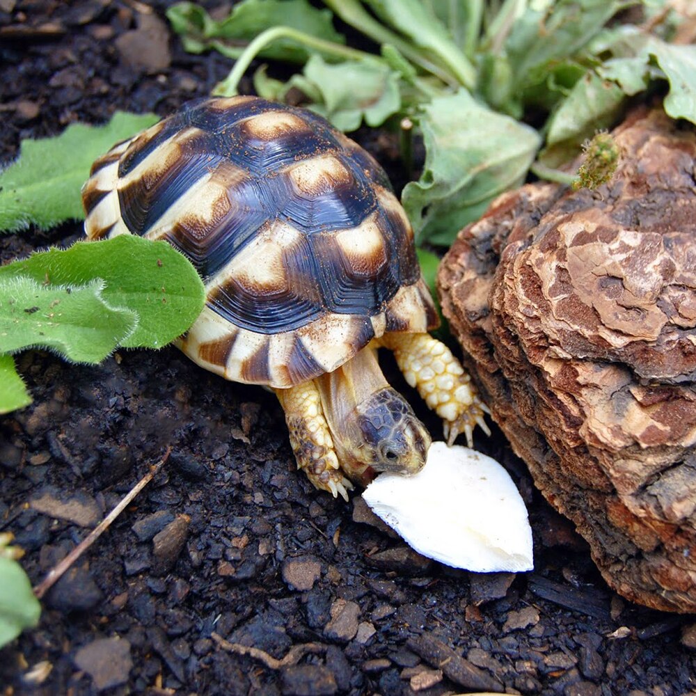 Biozoo kalcium blokk víziló formában, 35 g - eMAG.hu