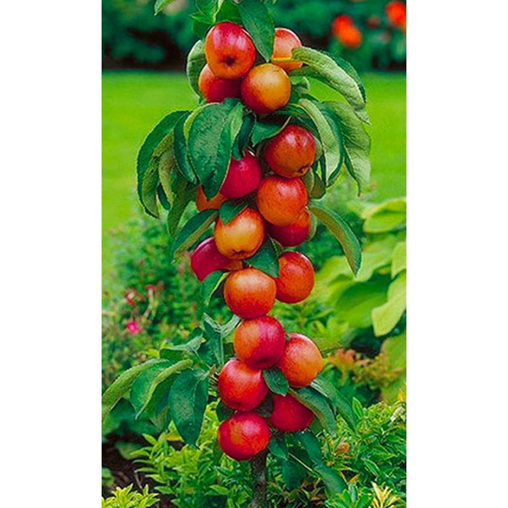 Gyümölcsfa, alma "Idared", 70cm - eMAG.hu