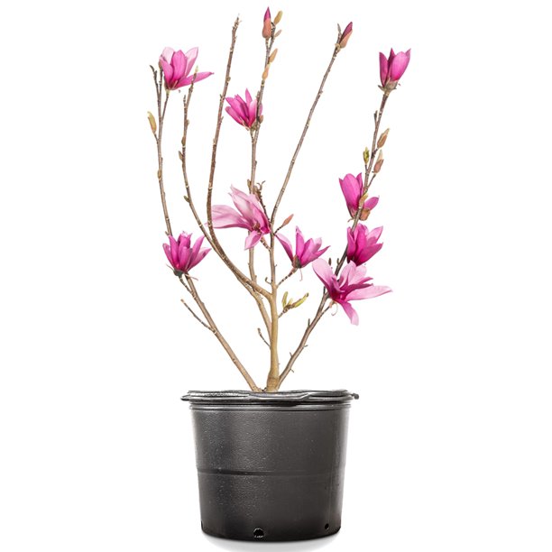 Magnolia Starburst 70 - 90 cm - eMAG.ro