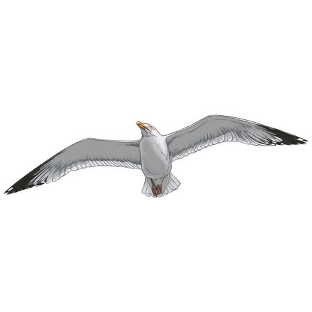 Autocolant de perete, Model Pescarus, Multicolor - eMAG.ro