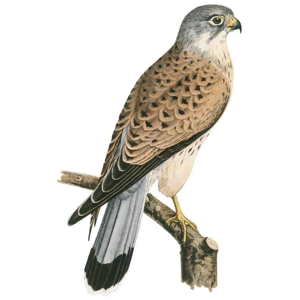 Autocolant de perete, Model- Uliu, Multicolor - eMAG.ro