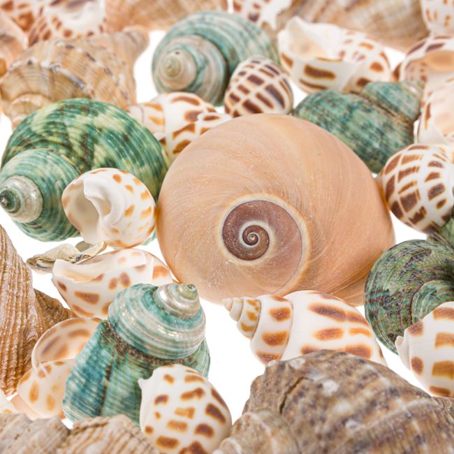 Scoici decorative VENITIVO ® in forme si culori diferite, 68 de bucati ...